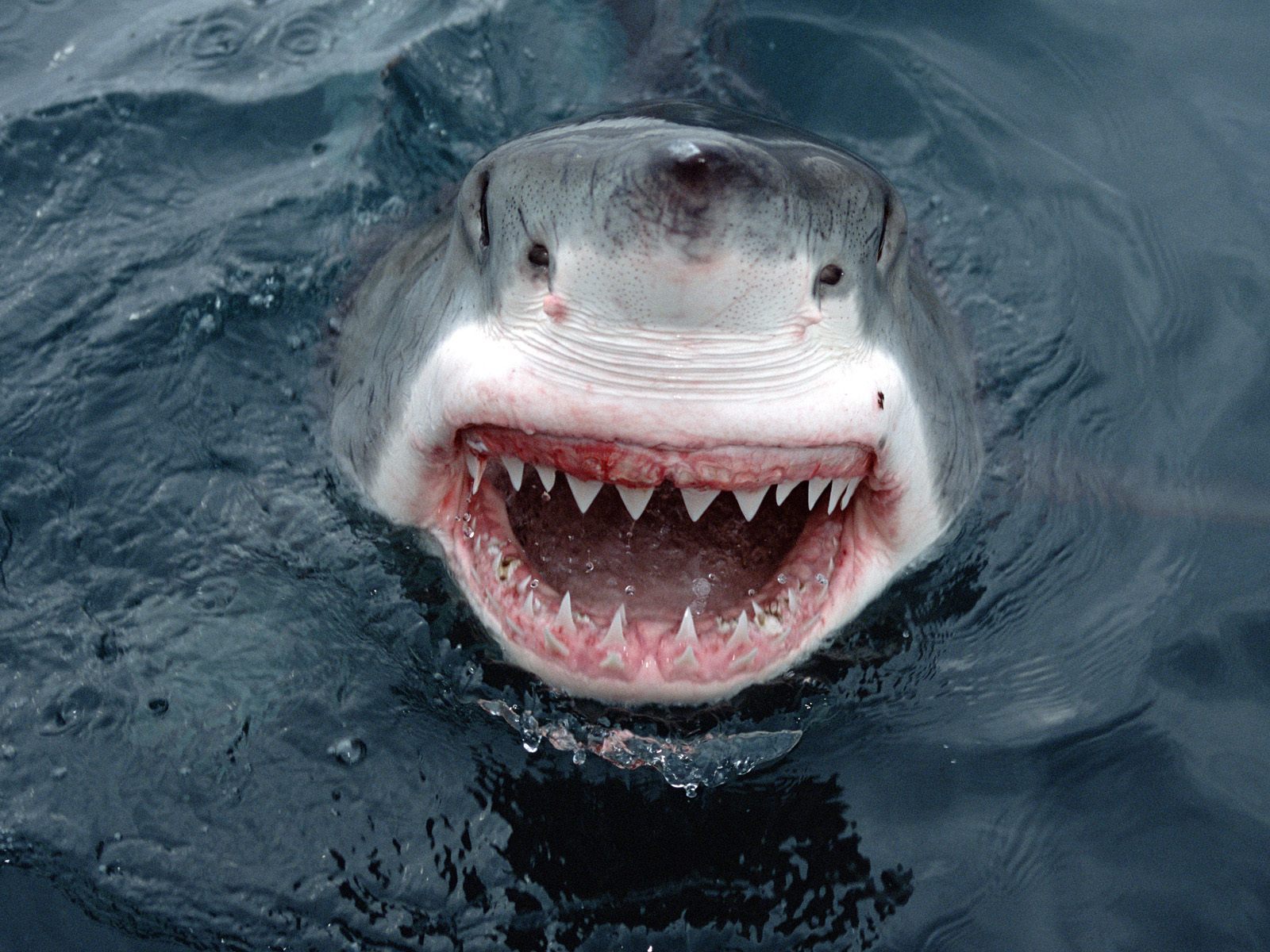 Great White Sharks: The Ocean's Most Iconic Predator