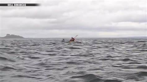 Humpback Whale Swallows Kayaker in Chile: A Shocking Yet Rare Encounter ...